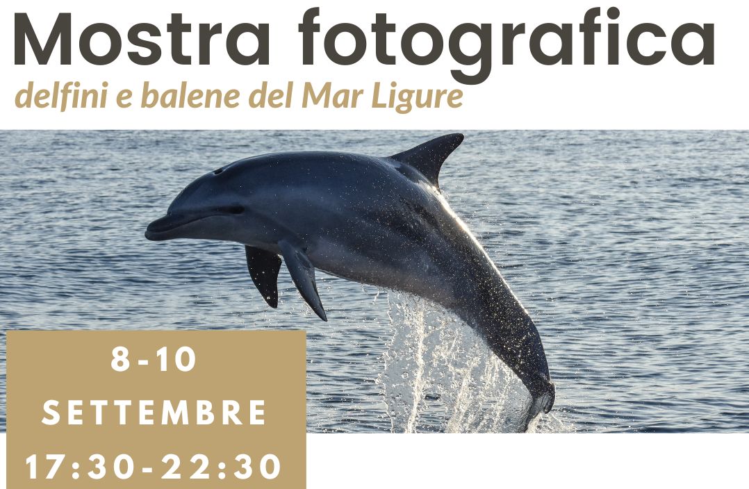 Balene e delfini sbarcano alle Vele D’Epoca di Imperia 2022 | Oggi Cronaca